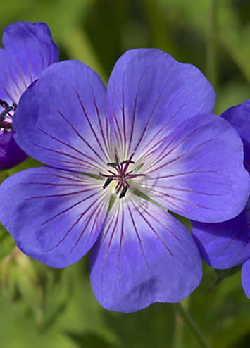Hardy Geranium Rozanne | Grattan