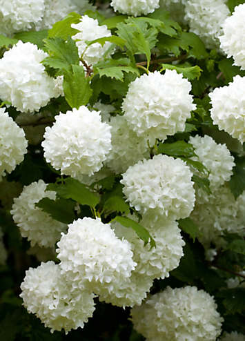 Viburnum Opulus ’Roseum’ (Snowball Tree) 9 cm | Grattan