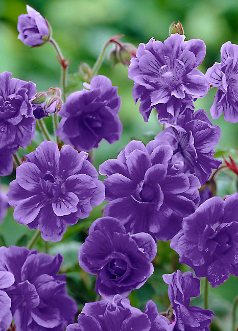 Hardy Geranium Birch Double | Grattan