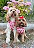 Cocopup Pupberry Fields Dog Harness | Grattan